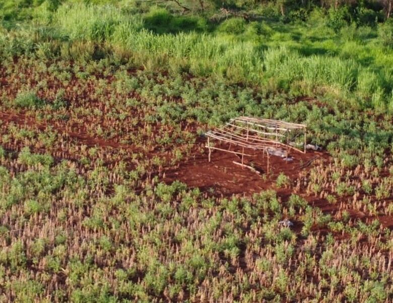 Índios arrasam lavouras para erguer barracos - Douranews